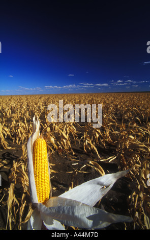 failed crop of maize during drought sip 3586 Stock Photo - Alamy
