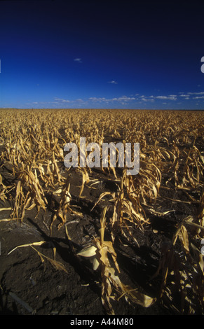 failed crop of maize during drought sip 3581 Stock Photo - Alamy