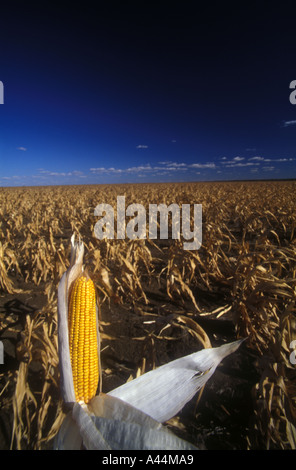 dry land maize crop dsca 3607 Stock Photo - Alamy