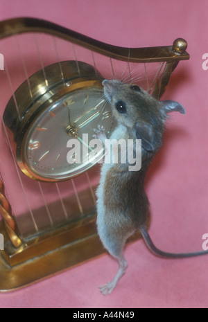 mouse standing up curious Stock Photo - Alamy