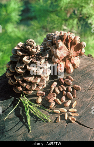Shell with pine nuts (Pinus pinea Stock Photo - Alamy