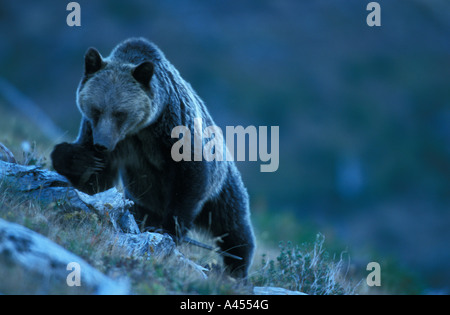 Portrait of a Grizzly Bear digging and pulling roots to eat. Glacier ...