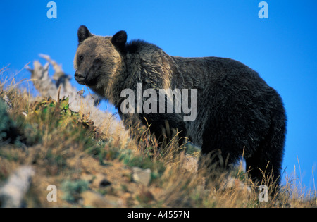 Portrait of a Grizzly Bear eating roots. Glacier National Park, Montana ...