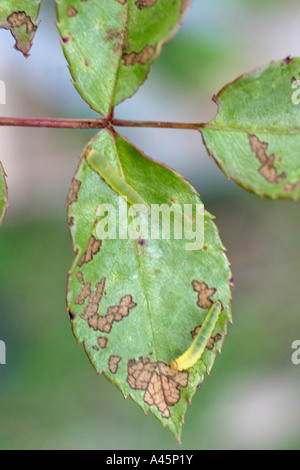 ROSE SLUG SAWFLY Endelomyia aethiops LARVA FEEDING ON TOP SURFACE OF ...