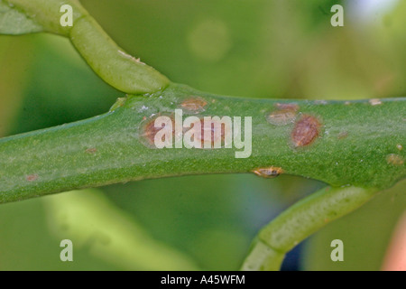 SCALE INSECT COCCUS HESPERIDUM GROUP TOGETHER ON LEMON TREE BRANCH ...