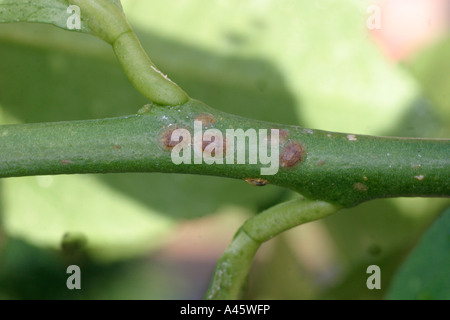 SCALE INSECT COCCUS HESPERIDUM GROUP TOGETHER ON LEMON TREE BRANCH ...