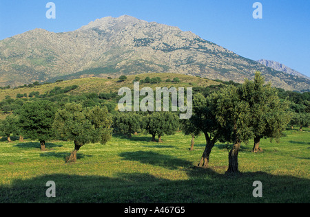 spring on Samothraki island, Greece, Thrakien, Samothrace Stock Photo ...