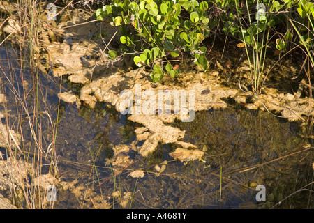 Everglades National Park, Florida. Periphyton from the Wetlands ...