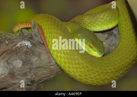 Pope's Pit Viper, Trimeresurus popeiorum popeiorum. arboreal pit viper ...