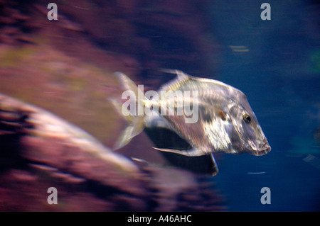 Lockdown fish Selene dorsalis Atlantic, aquarium Berlin Germany Stock ...