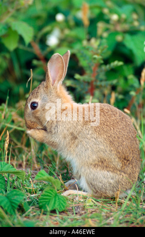 European Rabbit (Oryctolagus cuniculus), Texel, Netherlands Stock Photo ...