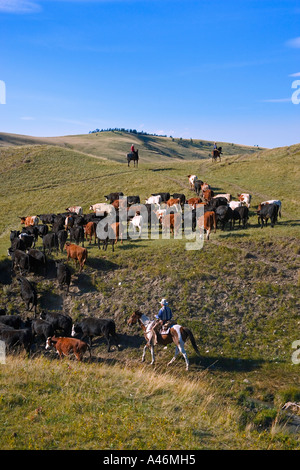 Rounding up cattle Stock Photo - Alamy