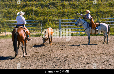 Catching a steer Stock Photo - Alamy