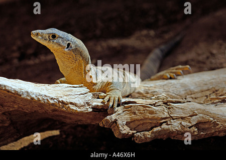 Spencer's monitor, varanus spenceri Stock Photo - Alamy