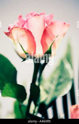 Close up of the pale pink petals of a Peony flower in bloom Stock Photo ...