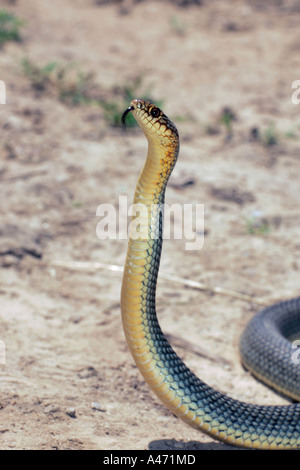 Large Whip Snake, flickering its tongue, Bulgaria (Coluber jugularis ...