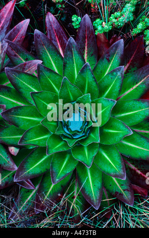 Giant rosette plant (Lobelia keniensis), Mount Kenya Stock Photo - Alamy
