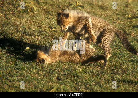 Two Cheetah cubs play fighting in open grassland, Lewa Conservancy ...