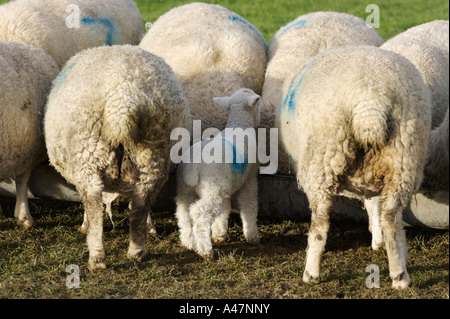 Sheep feeding (both ewes and lambs) in fabulous,.scenic limestone ...