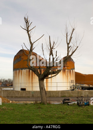 Trees recovering near burnt-out oil tank at Buncefield terminal Stock ...