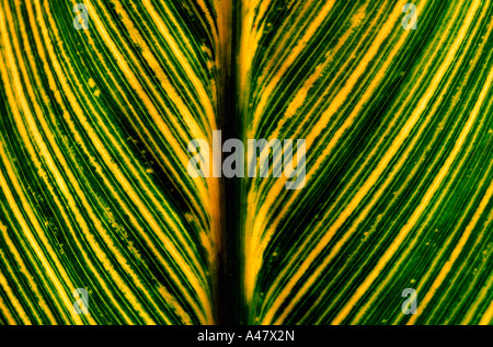 Green tropical leaf on color background Stock Photo - Alamy