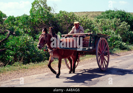 A Mule Cart Stock Photo - Alamy