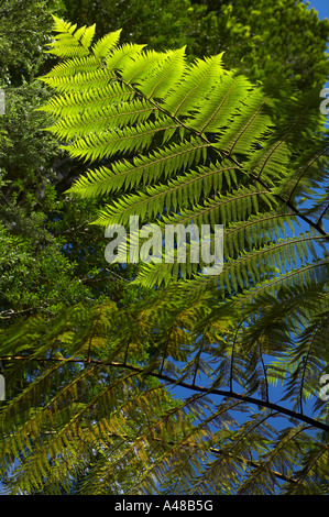 Green leaf of fern tropical rainforest foliage plant isolated on a ...