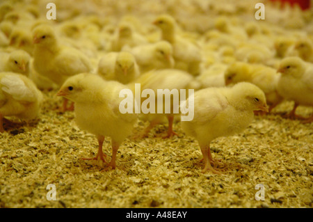 Four day old chicks Organic Poultry Farm UK Europe Stock Photo - Alamy
