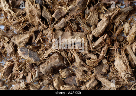 Greater Galangale root (Alpinia galanga), galangal root, indoor, studio ...
