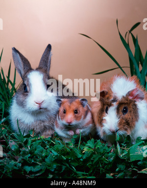 Dwarf Rabbit, Golden Hamster and Abyssinian Guinea Pig Pig, dwarf ...