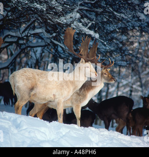 Two male fallow deer Stock Photo - Alamy