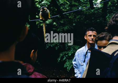 apenheul primate park holland where 35 species of monkey ape and lemur ...