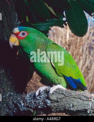 White-fronted amazon, spectacled amazon parrot, Weißstirnamazone ...