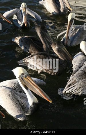 Juvenile and adult brown pelican, Pelecanus occidentalis, on Isla San ...