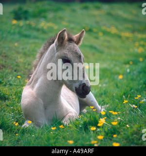Dulmen Pony foal Stock Photo - Alamy