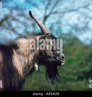 Dwarf billy goat portrait Stock Photo - Alamy