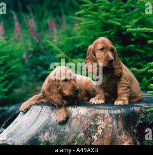 lying English Cocker Spaniel puppy Stock Photo - Alamy