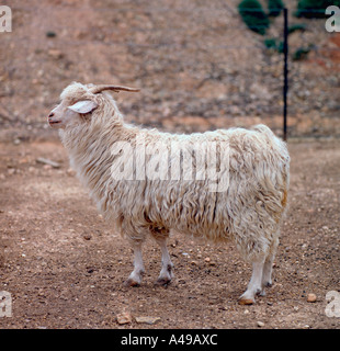 Mohair goat - Angora goat Stock Photo - Alamy