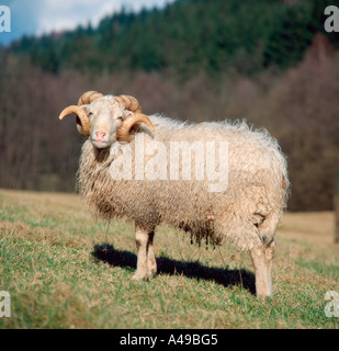 Domestic Sheep / Skudde Stock Photo - Alamy