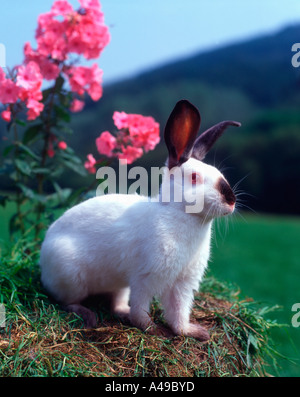 A Himalayan rabbit Stock Photo - Alamy