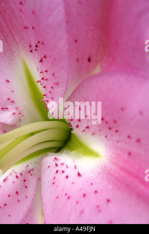 Close up of pink lily flower Stock Photo - Alamy