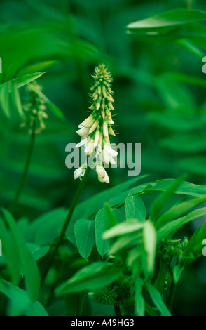 Goat's (Galega officinalis) Rue (Europe) (Plants) (Papilionaceae ...