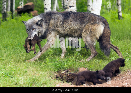A Timber Wolf Carrying her Prey Stock Photo - Alamy