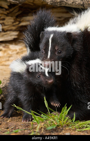 Adult Female Striped Skunk (Mephitis mephitis) Stares Out Summer ...