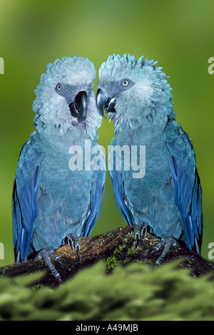 Spix's macaw (Cyanopsitta spixii Stock Photo - Alamy