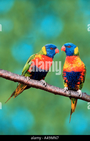 Rainbow Lories (Trichglossus haematodus haemadotus), slender loris ...