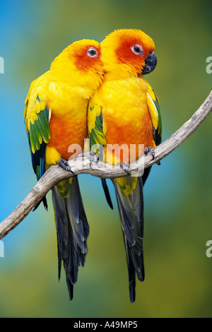 Yellow-headed Conure / Jendaya Conure Stock Photo - Alamy