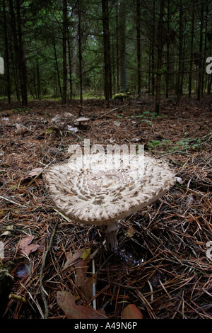 Parasol mushroom in the woodlands on Soiuthampton Common Stock Photo ...