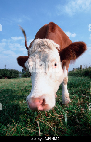 Cattle / Deutsches Rotbuntes Rind Stock Photo - Alamy