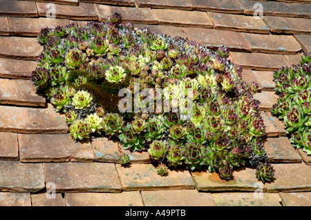 Houseleek (Sempervivum hybride) (Sedum hybride Stock Photo - Alamy